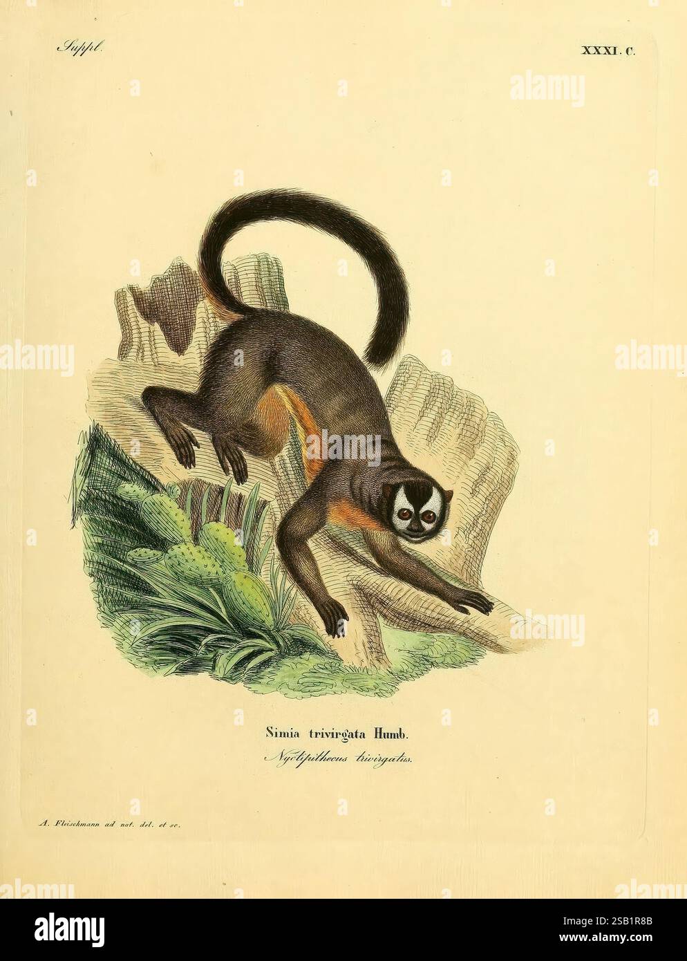 Sinia trivirgata hi-res stock photography and images - Alamy