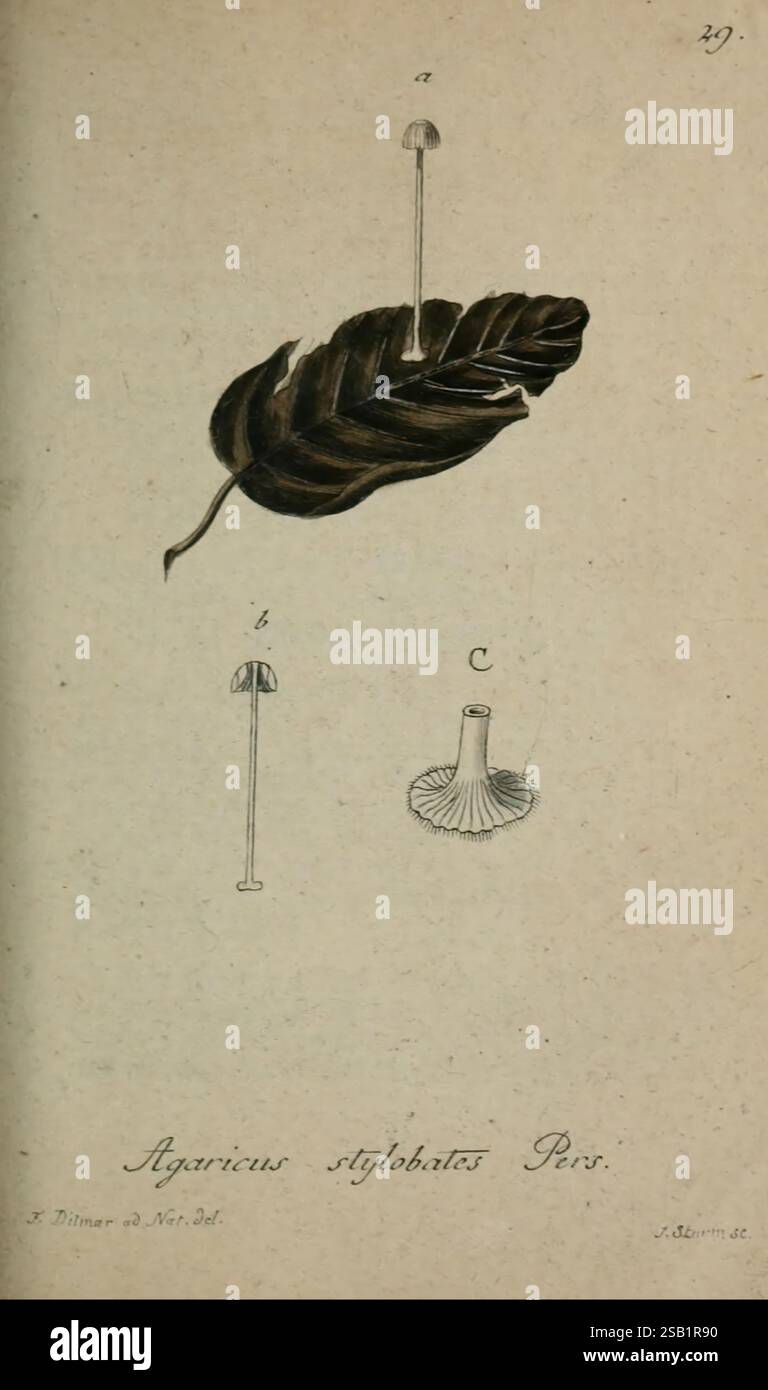 Deutschlands, Flora, in, Abbildungen, nach, der, Natur, Nürnberg, 1817 ...