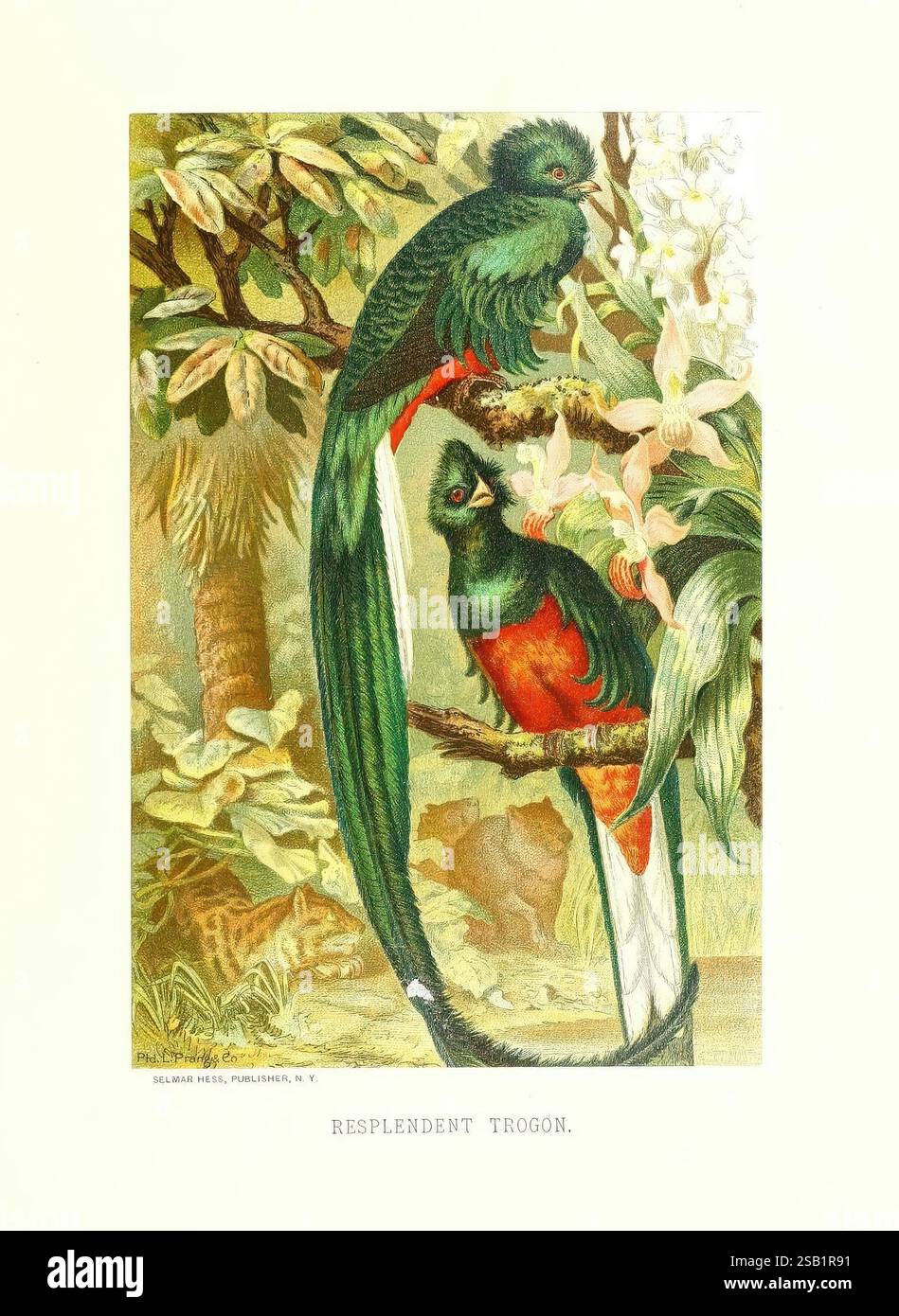 Our living world, New York, S. Hess, [1885], zoology, pictorial works ...