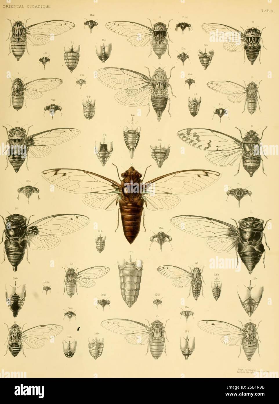 Different cicada varieties hi-res stock photography and images - Alamy