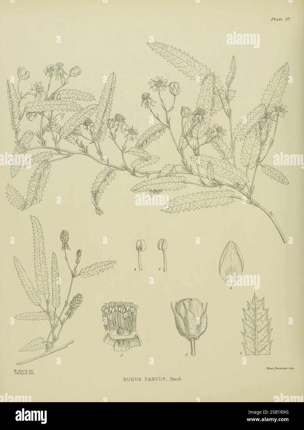 Illustrations of the New Zealand flora Wellington John Mackay Govt ...