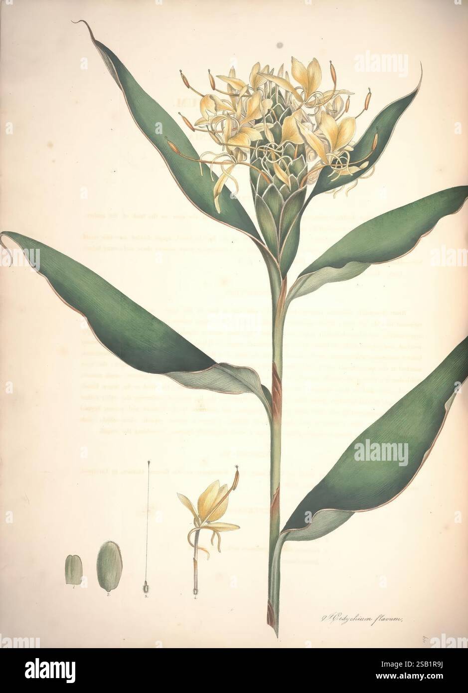 Monandrian plants of the order Scitamineae, Liverpool, George Smith ...