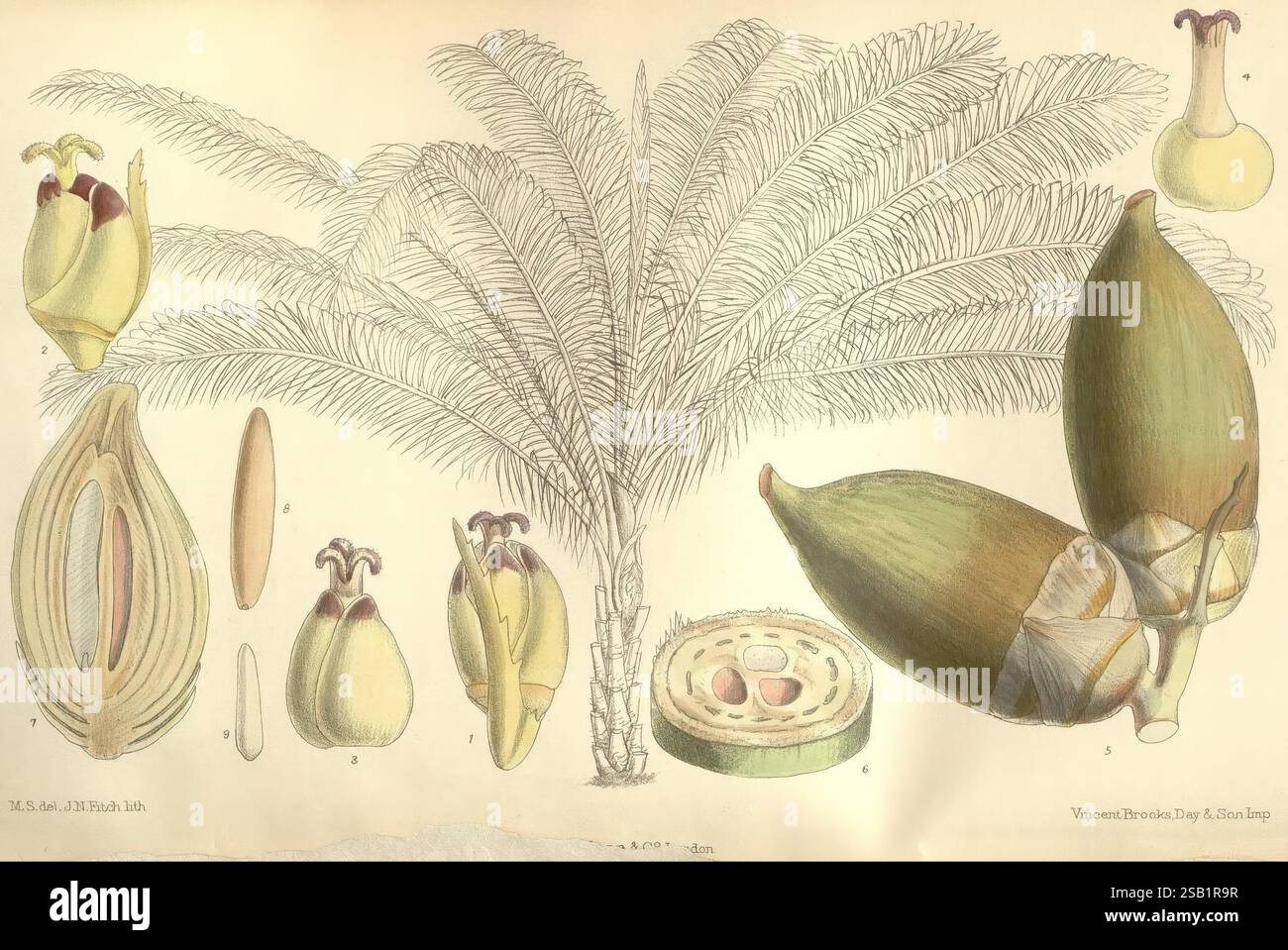 Scheelea kewensis hi-res stock photography and images - Alamy