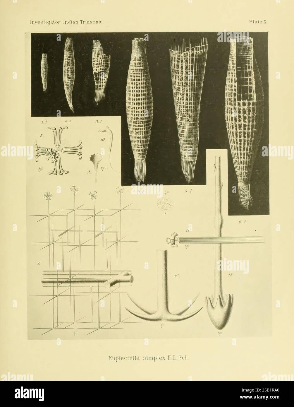 Spicular structures hi-res stock photography and images - Alamy