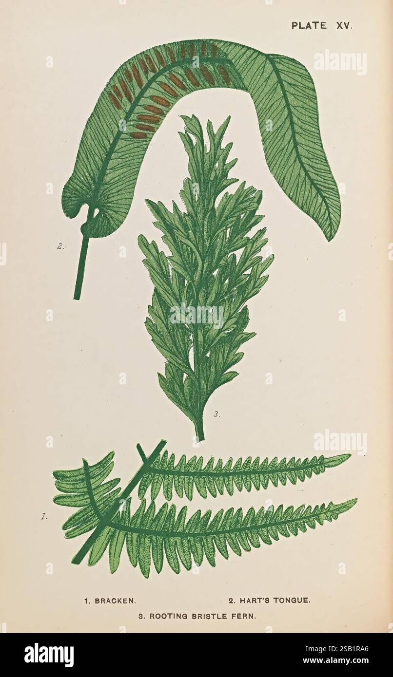 Elongated frond labeled hi-res stock photography and images - Alamy