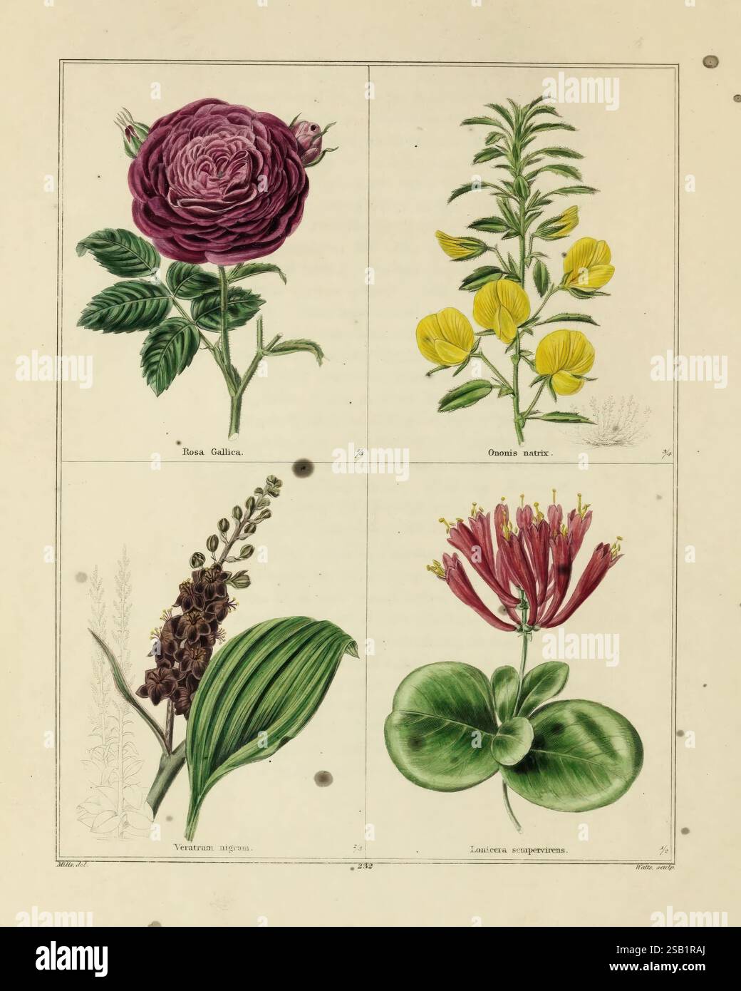 The botanic garden, London, Simpkin & Marshall, 1825, botany ...