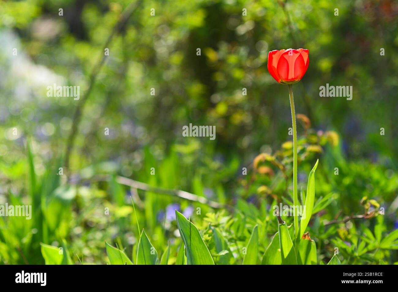 one red tulip in the sun in the green grass. spring background Stock ...
