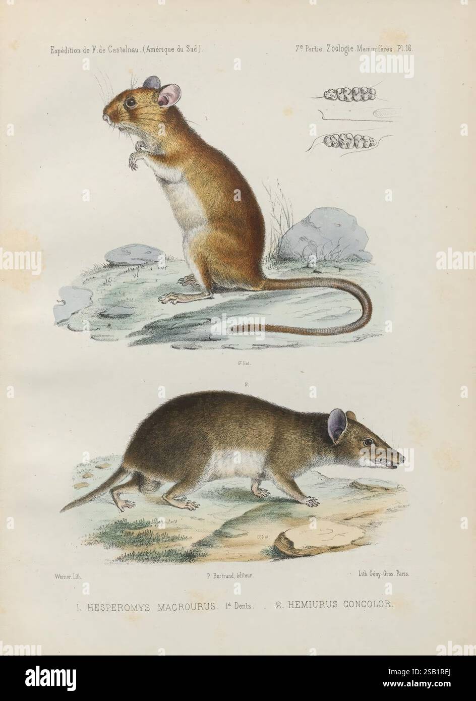 Expédition dans les parties centrales de l'Amérique du Sud Paris, Chez ...