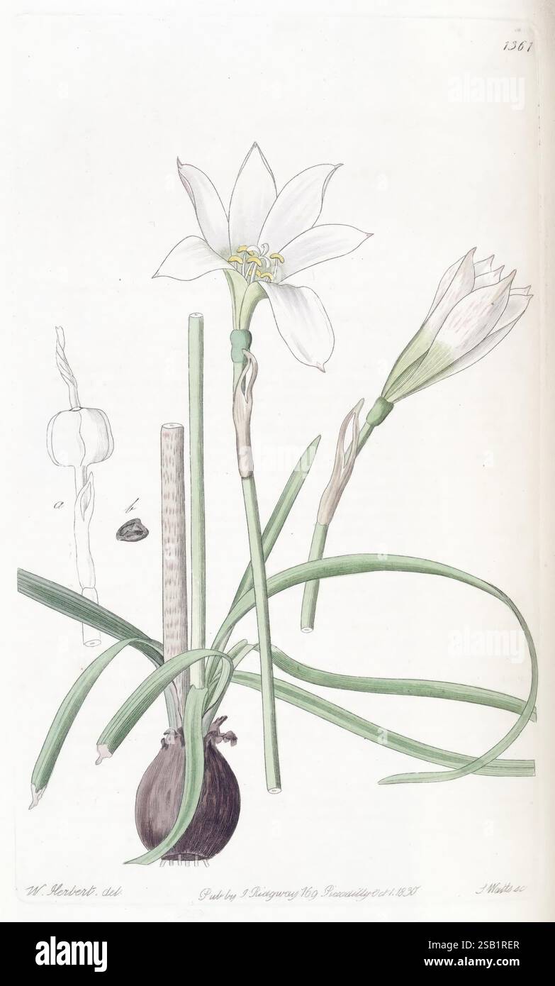 Image displays multiple flowers hi-res stock photography and images - Alamy