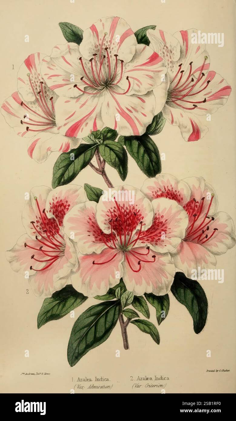 Azalea indica variety hi-res stock photography and images - Alamy