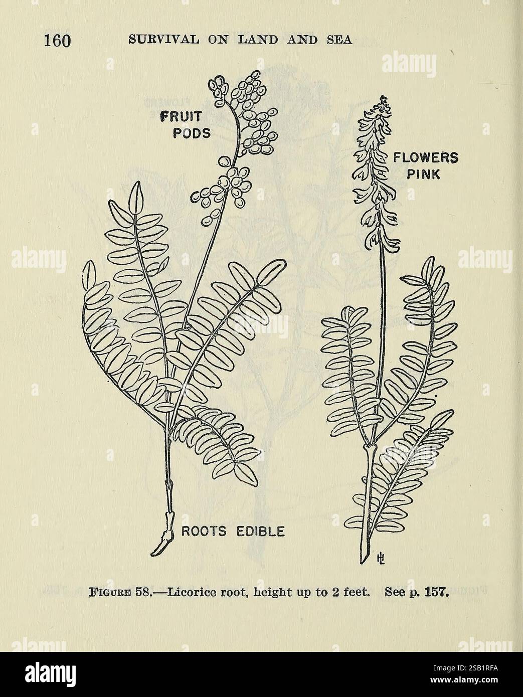 Etc licorice root hi-res stock photography and images - Alamy