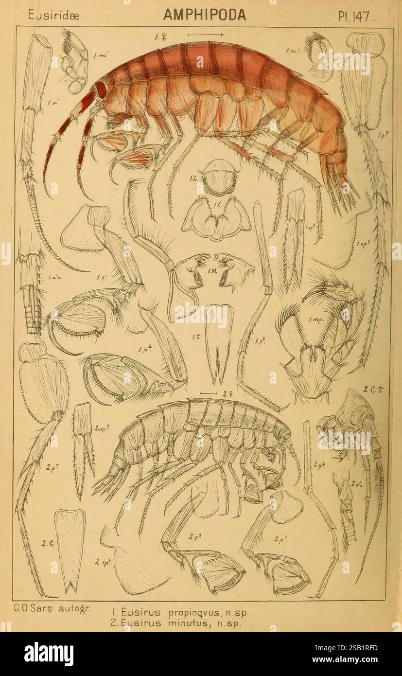 An account of the Crustacea of Norway Christiania, A. Cammermeyer, 1895 ...