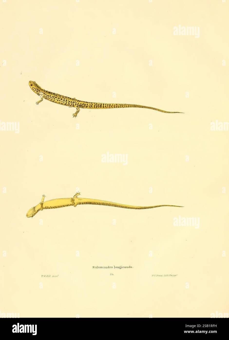Two elongated salamanders hi-res stock photography and images - Alamy