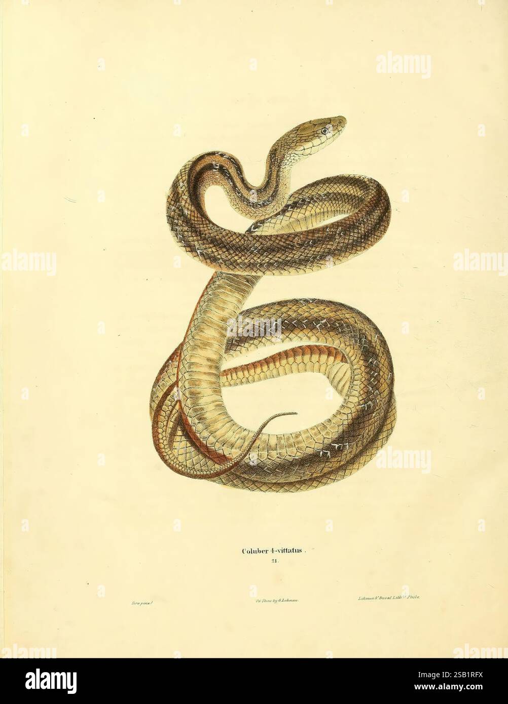North American herpetology, v.1 Philadelphia, J. Dobson, 1836-1840 ...