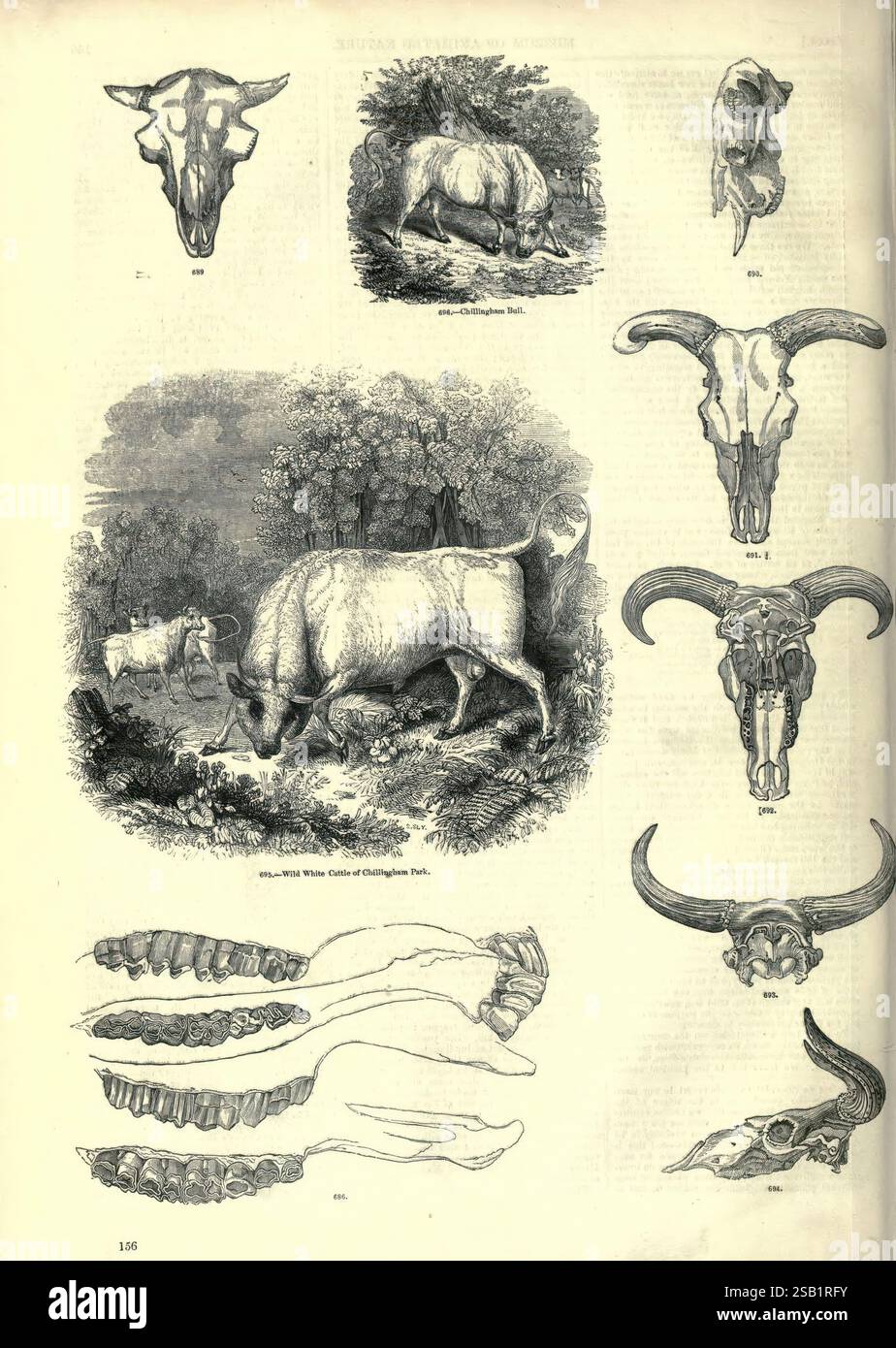 The pictorial museum of animated nature London, C. Cox, [1844 ...