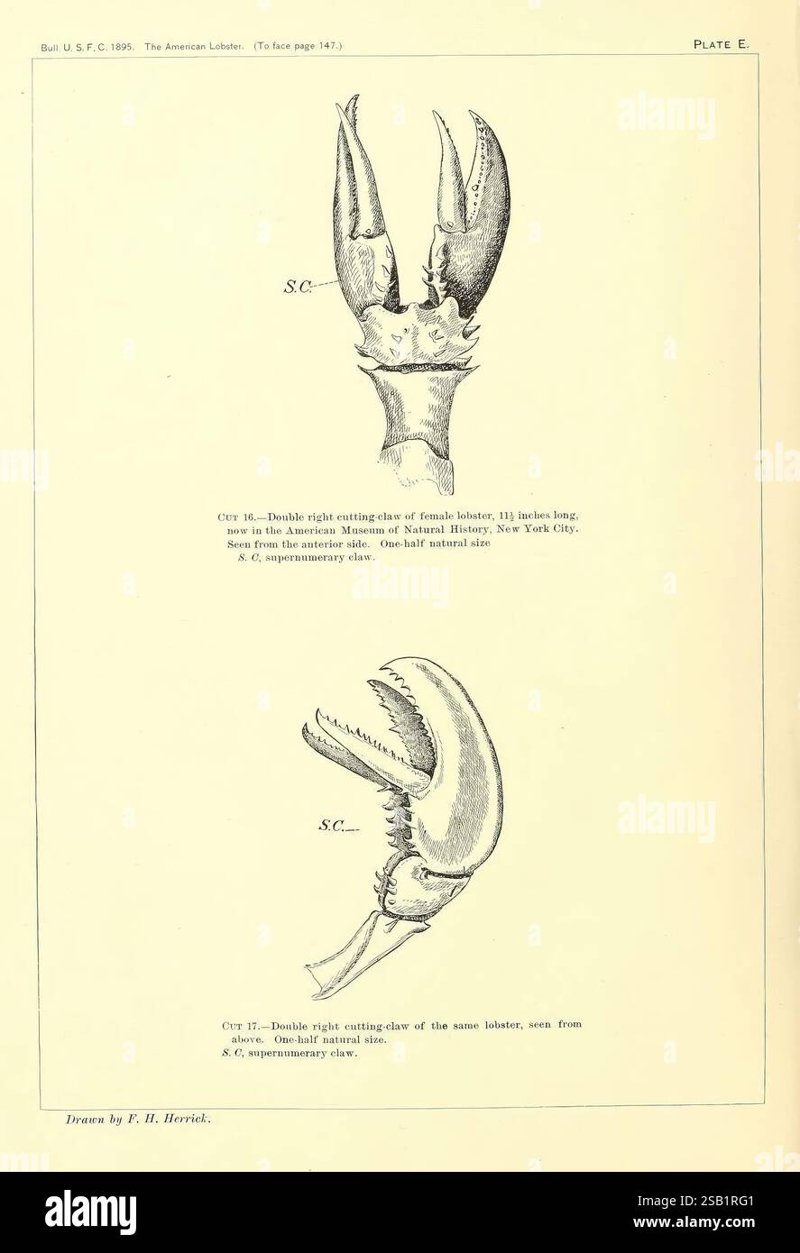 The American lobster 1895 lobsters crustaceans embryology, The ...