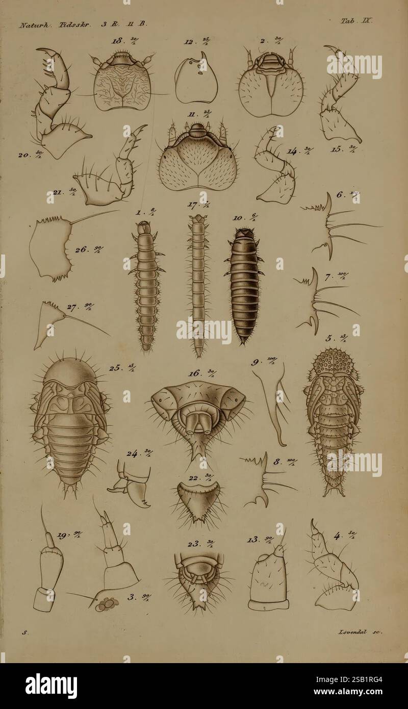 Series of detailed anatomical drawings of various beetle species hi-res ...