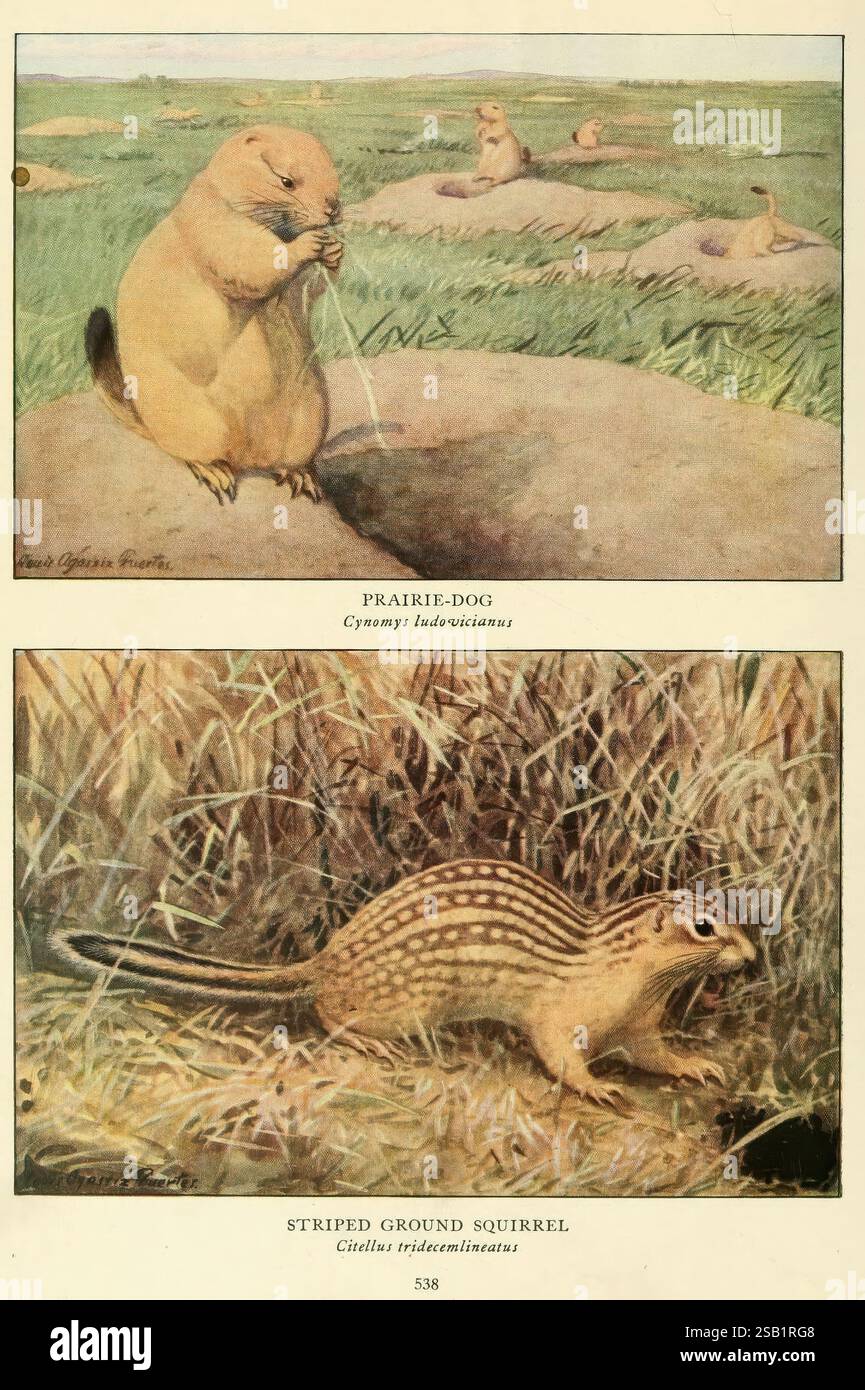 Wild animals of North America Washington, D.C. mammals North America ...