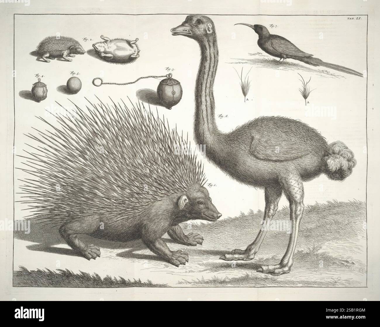 Porcupine crouches hi-res stock photography and images - Alamy