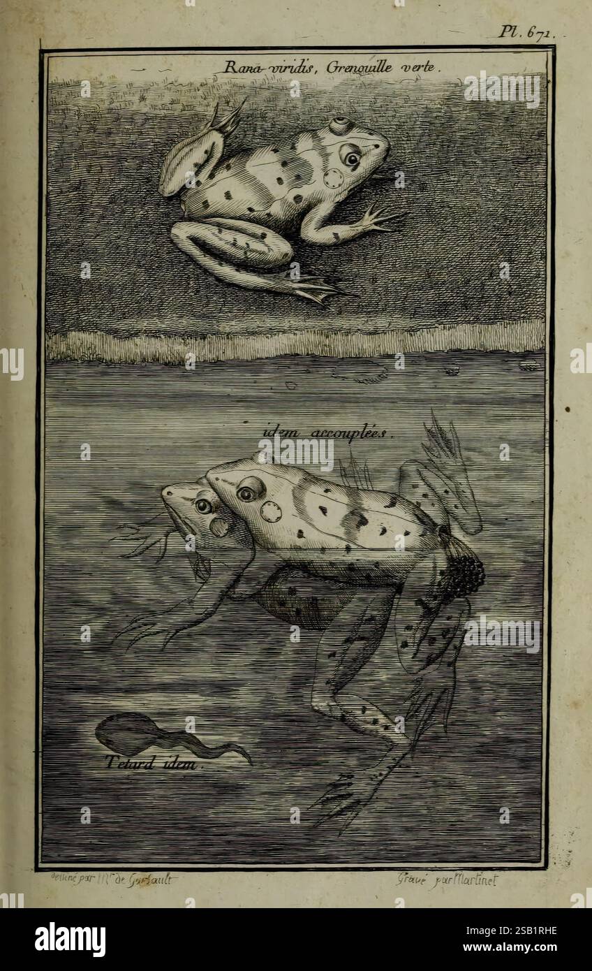 Iden aculeatus hi-res stock photography and images - Alamy