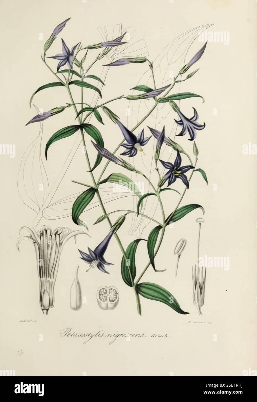 Detailed depictions of floral components hi-res stock photography and ...