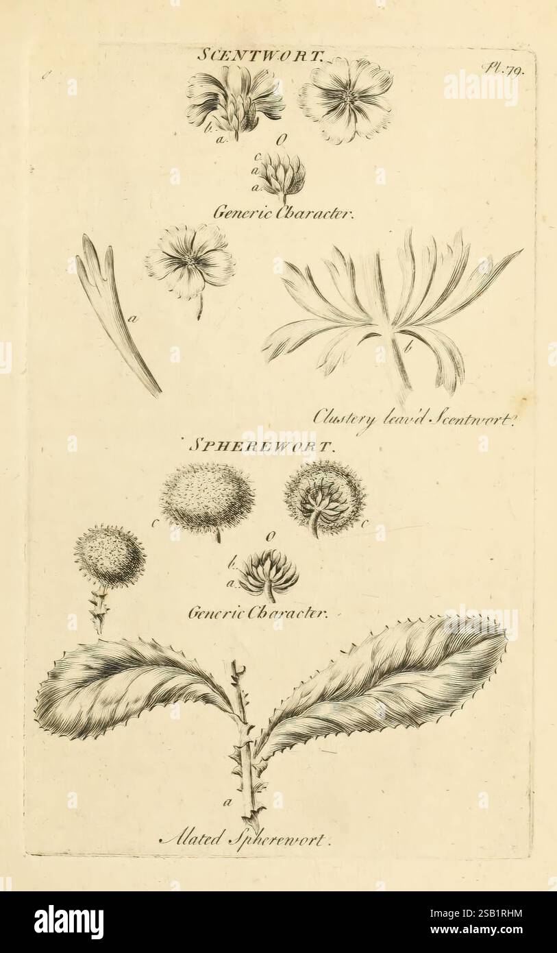 The Vegetable System, London,, 1759-1763, Botany, Pictorial Works, The ...