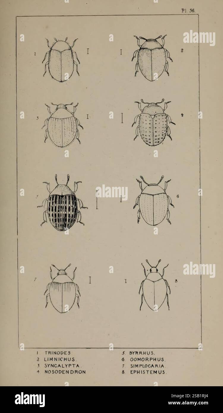 Dyrrhus hi-res stock photography and images - Alamy