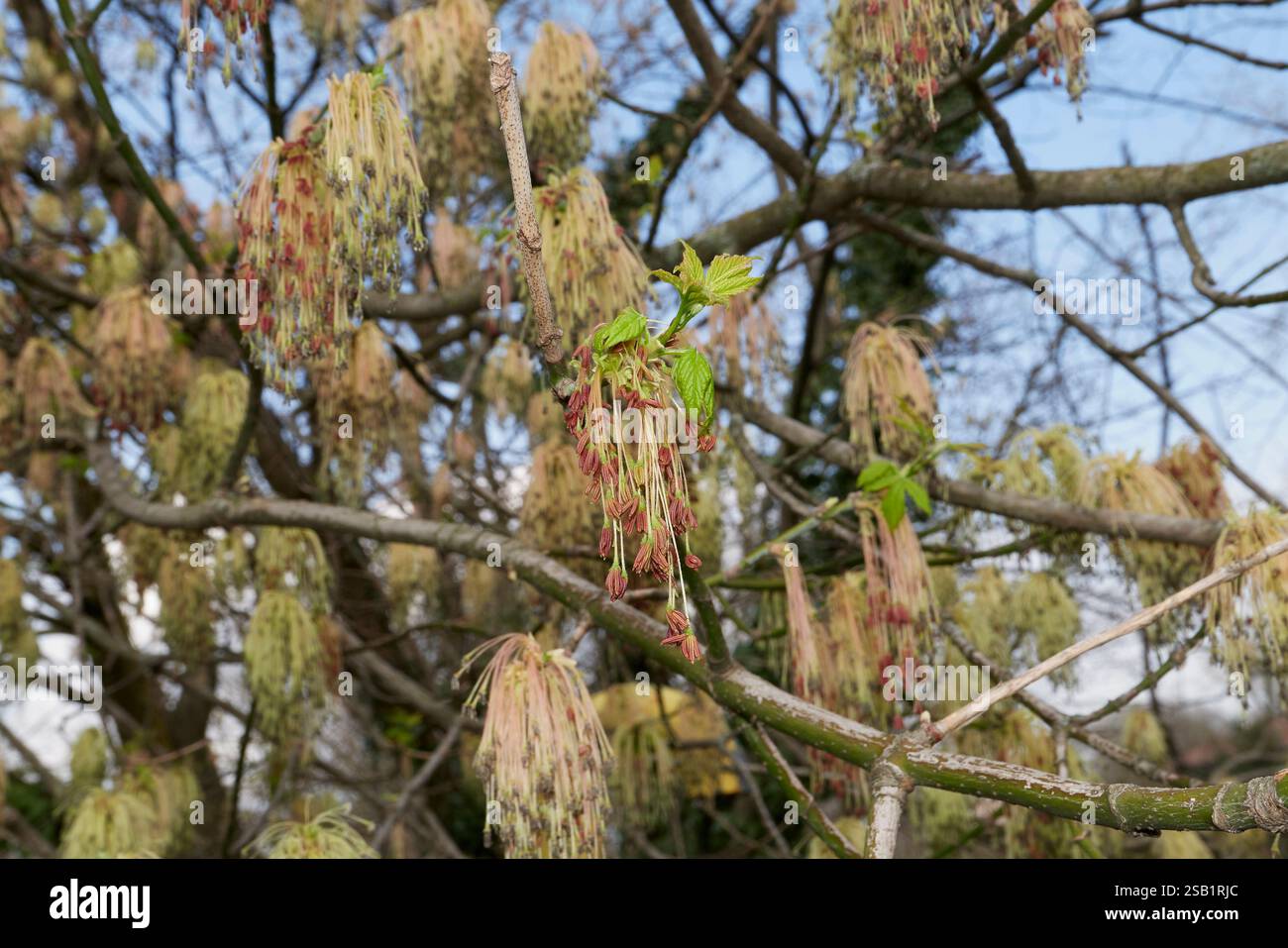 Acer negundo tree in bloom Stock Photo - Alamy