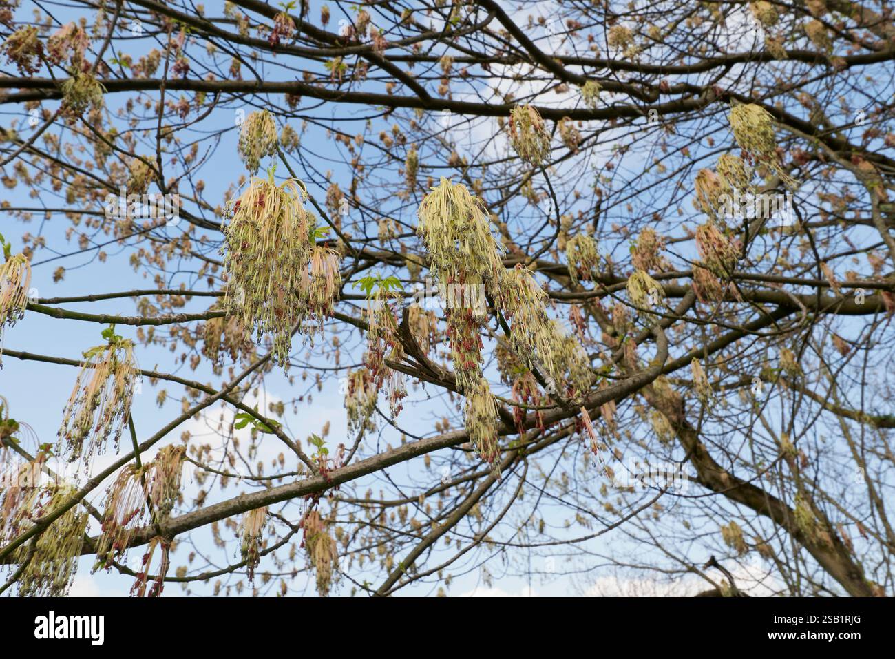 Acer negundo tree in bloom Stock Photo - Alamy
