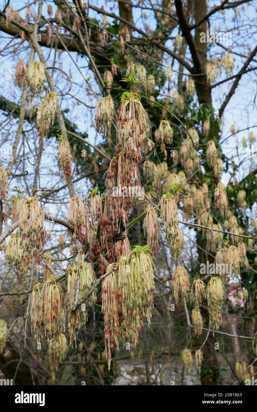 Acer negundo tree in bloom Stock Photo - Alamy