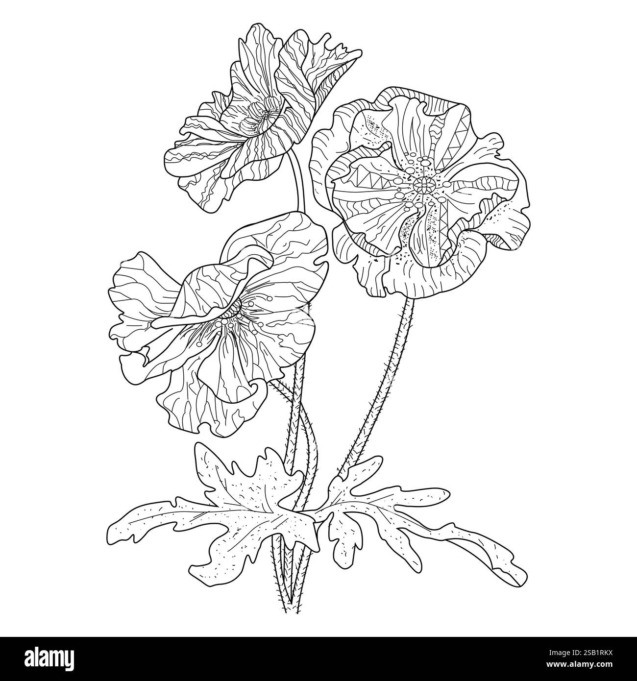 Poppy flower coloring book for adults vector Stock Vector Image & Art ...