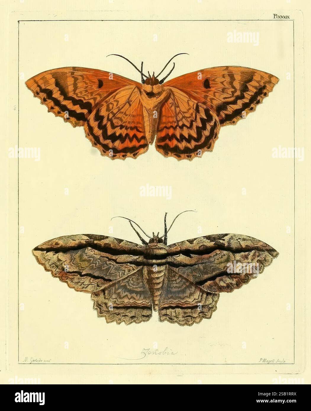 Illustrations of Natural History London Printed for the author and sold ...