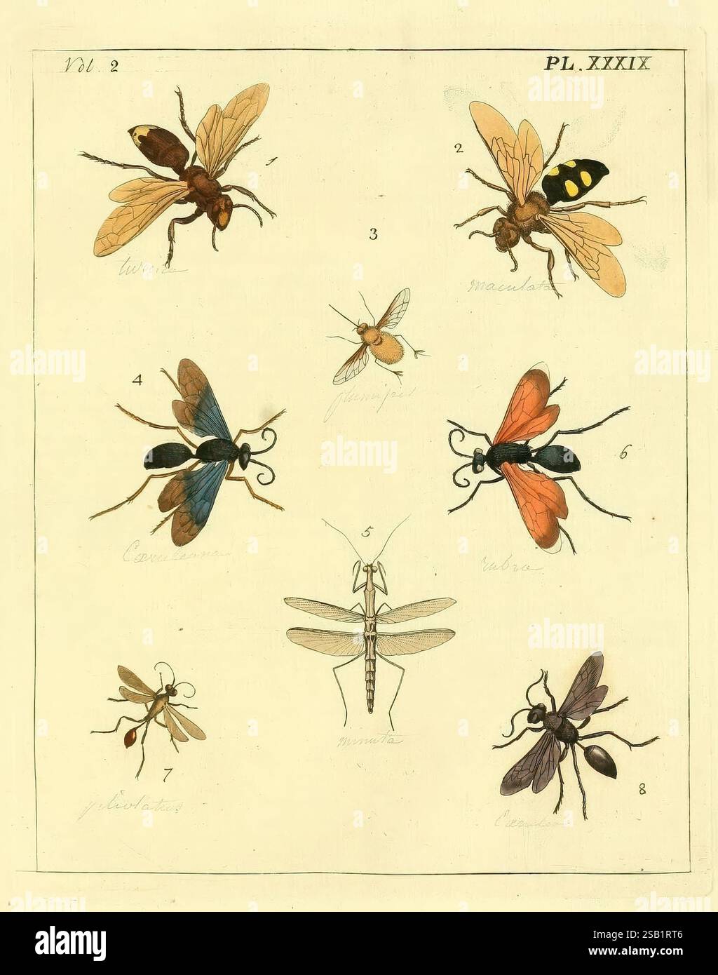 Smaller illustrations showcases different insect species hi-res stock ...