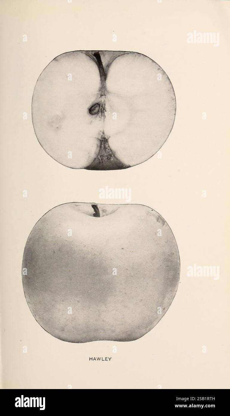 The apples of New York, Albany, J.B. Lyon, 1905, apples, fruit culture ...