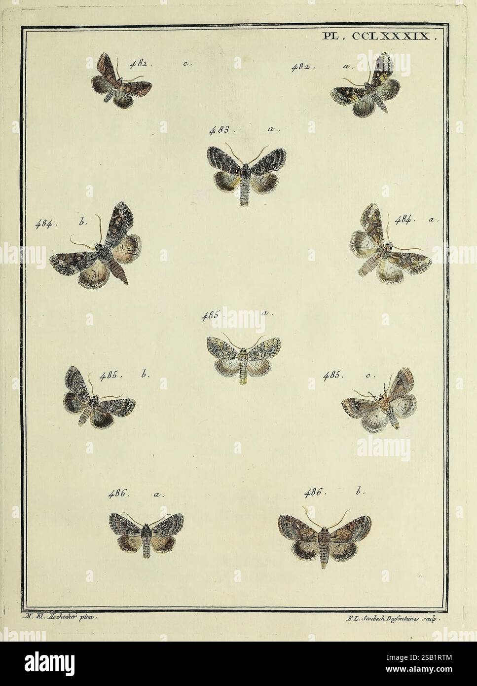 Papillons d'Europe, peints d'après nature, A Paris, Chez P.M ...