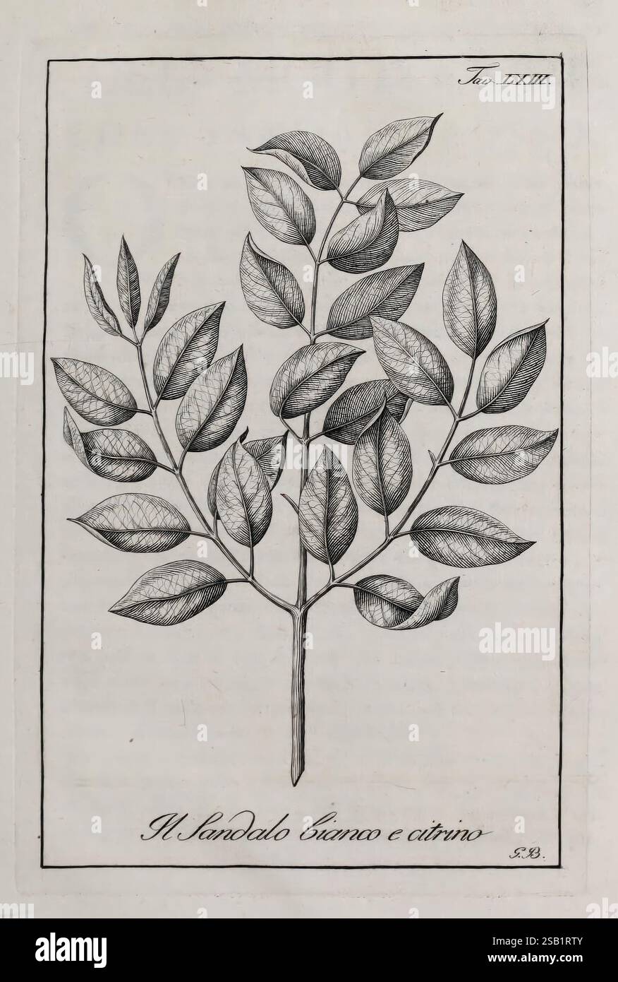 Storia delle piante forastiere le più importanti nell'uso medico, od ...