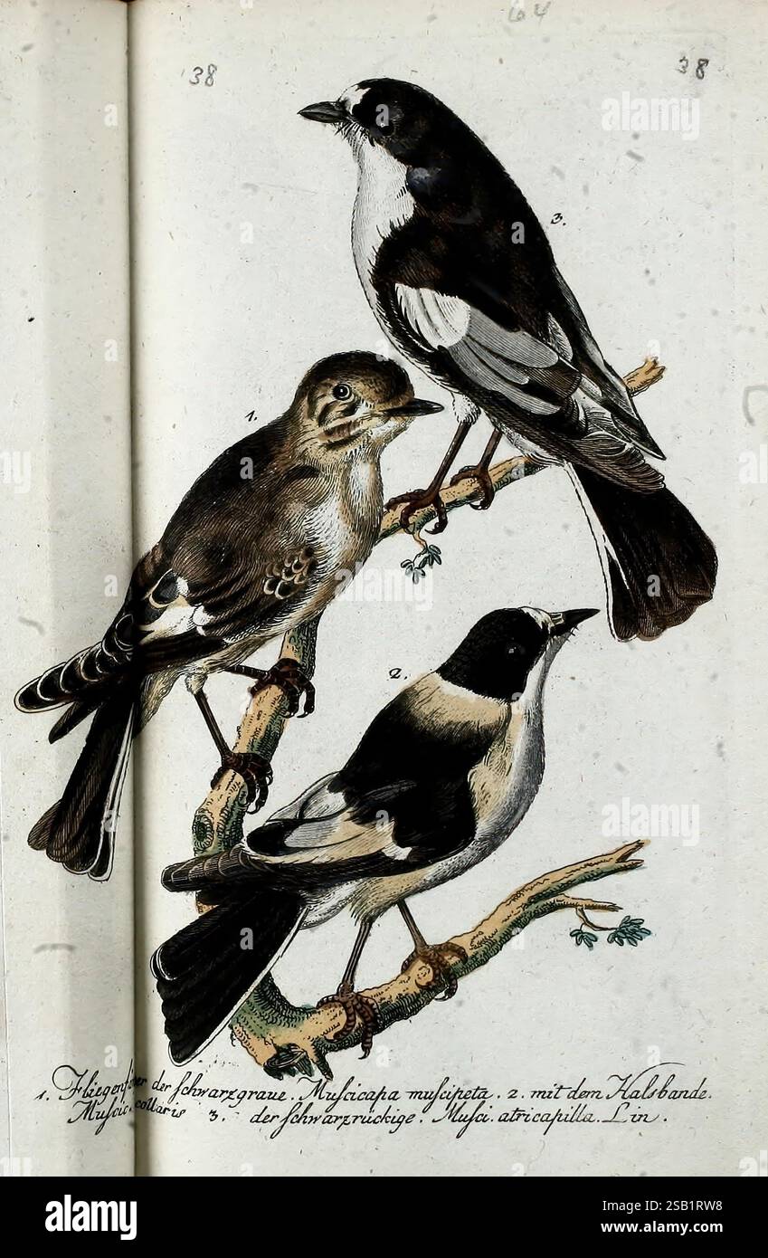 Illustration depicts three birds perched hi-res stock photography and ...