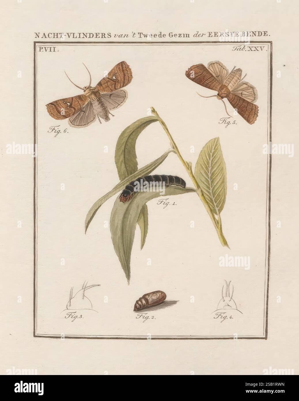 Prominent moth depicted hi-res stock photography and images - Alamy