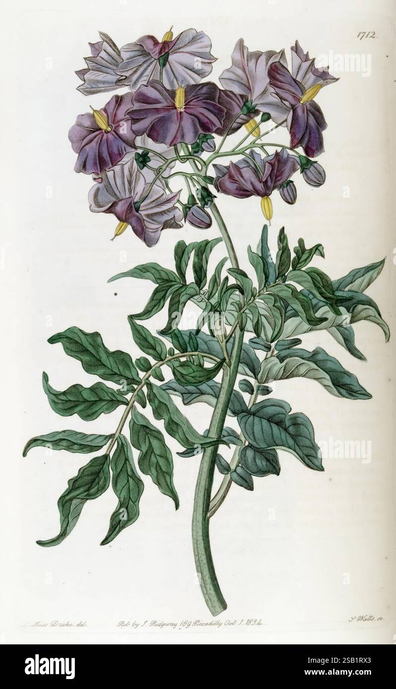 Plant introduction plants ornamental 88 sarah ann drake 2 women hi-res ...