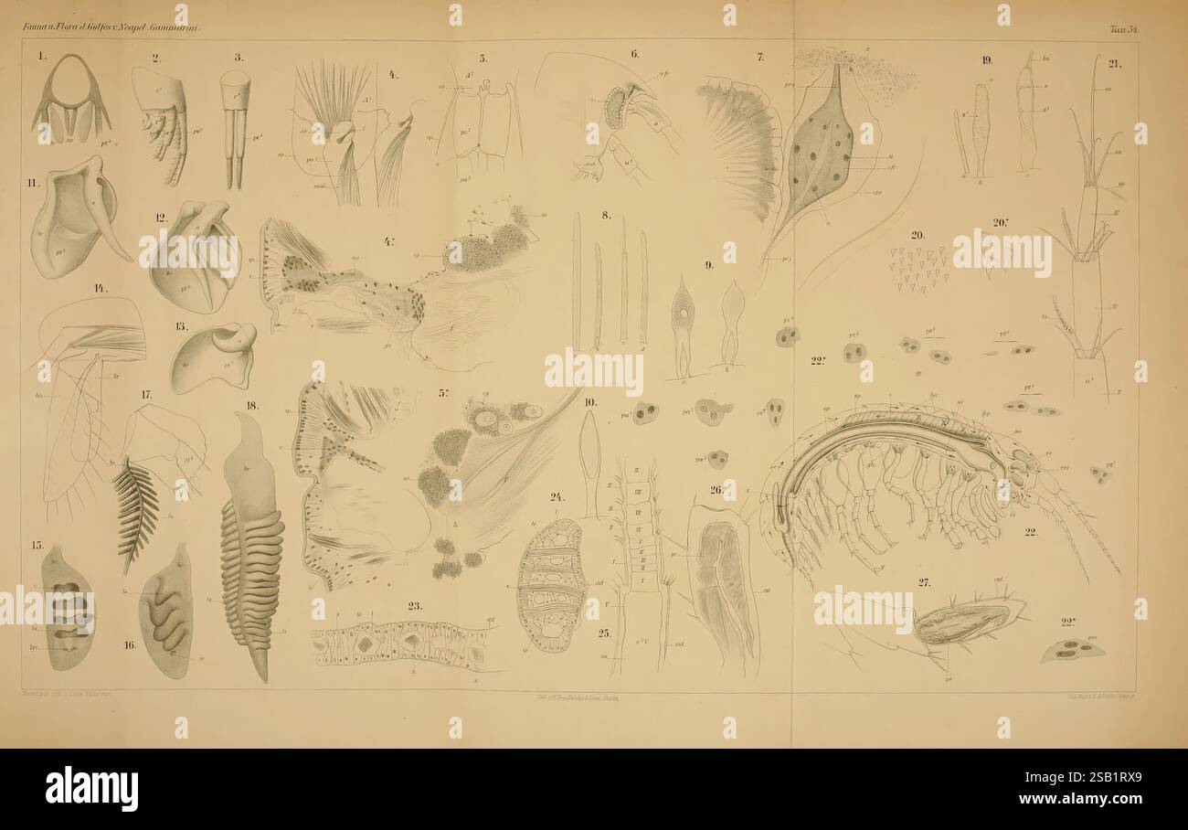 Detailed anatomical drawings of various microscopic crustaceans hi-res ...