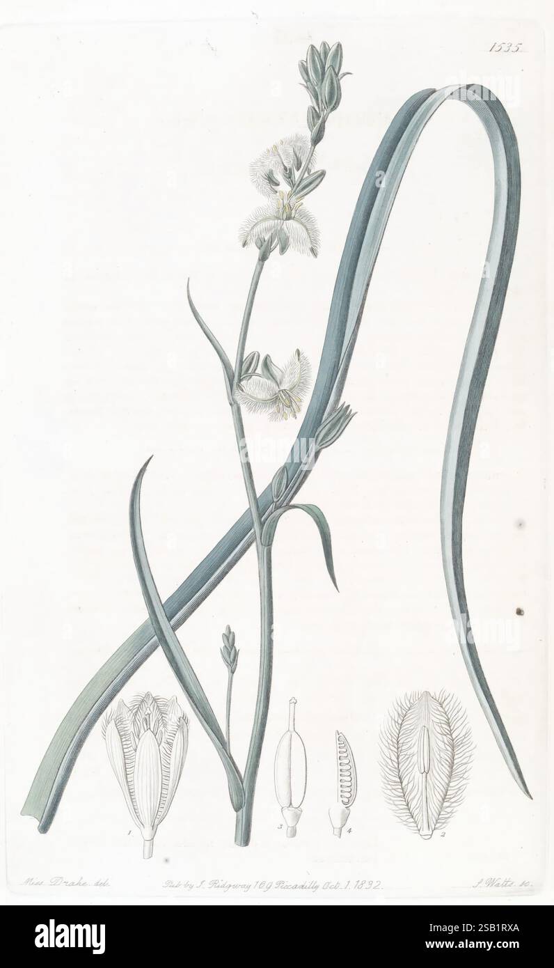 Plant introduction plants ornamental 79 sarah ann drake 2 women hi-res ...