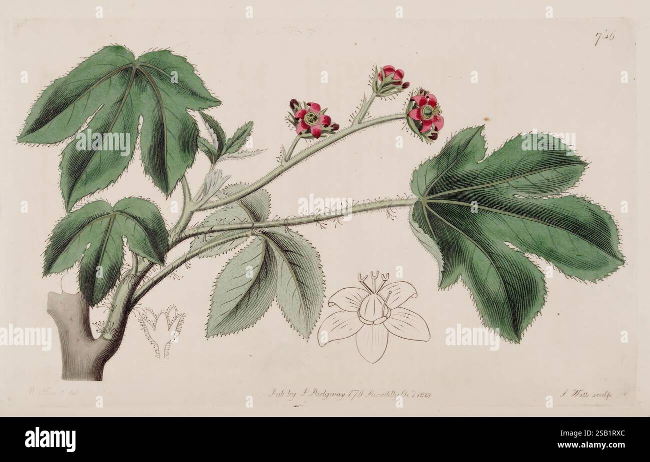 The, Botanical, Register, London, Printed, for James, Ridgway, 1815 ...