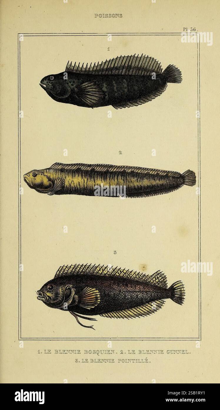 Oeuvres du comte de Lacépède Paris, P. Duménil, 1836. Natural history ...
