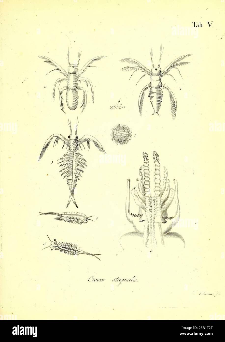 Magazin des Thierreichs Erlangen, Wolfgang Walther, 1793-1795. Johann ...