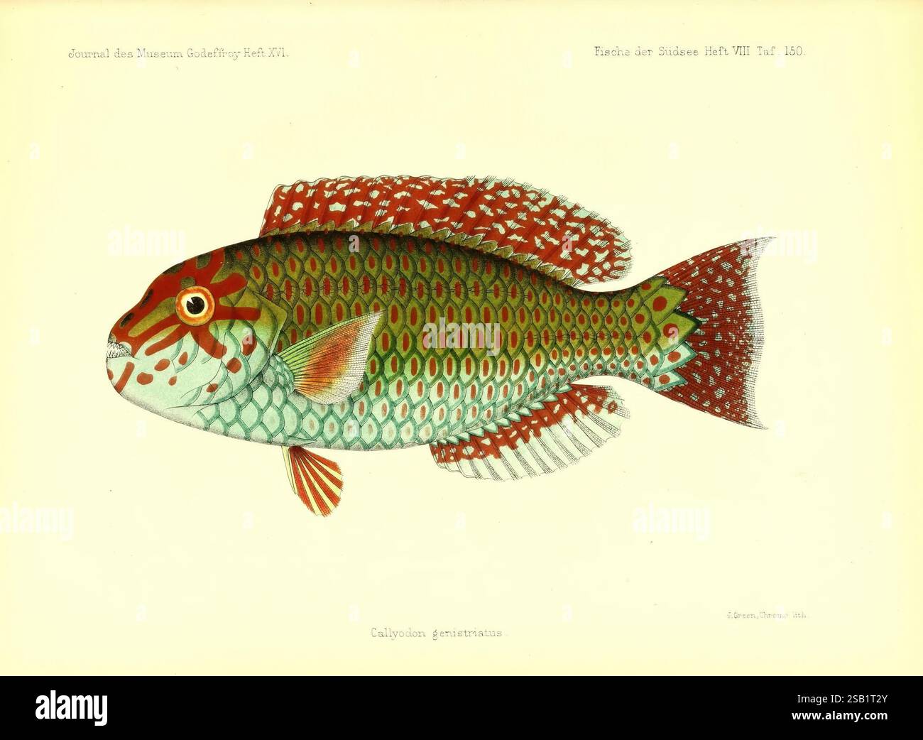 Distinctive markings vividly detailed hi-res stock photography and ...
