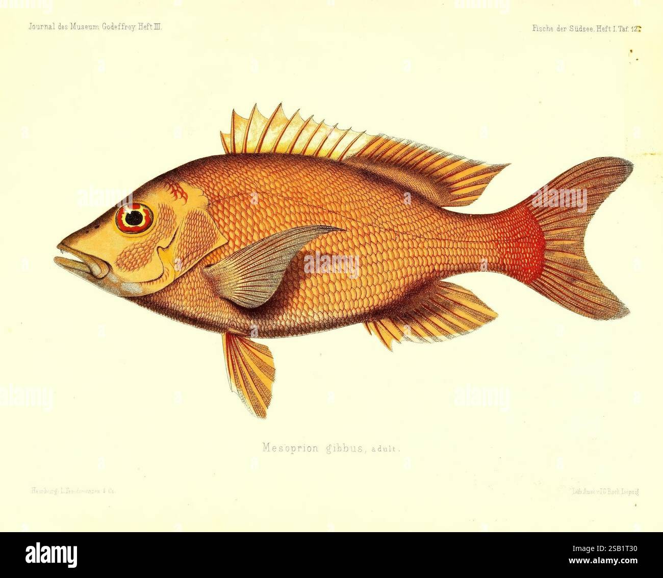 Andrew Garrett's Fische der Südsee, Hamburg, L. Friederichsen & Co ...