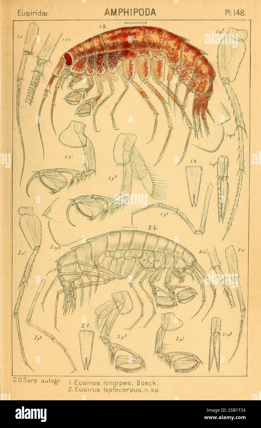 An account of the Crustacea of Norway Christiania, A. Cammermeyer, 1895 ...