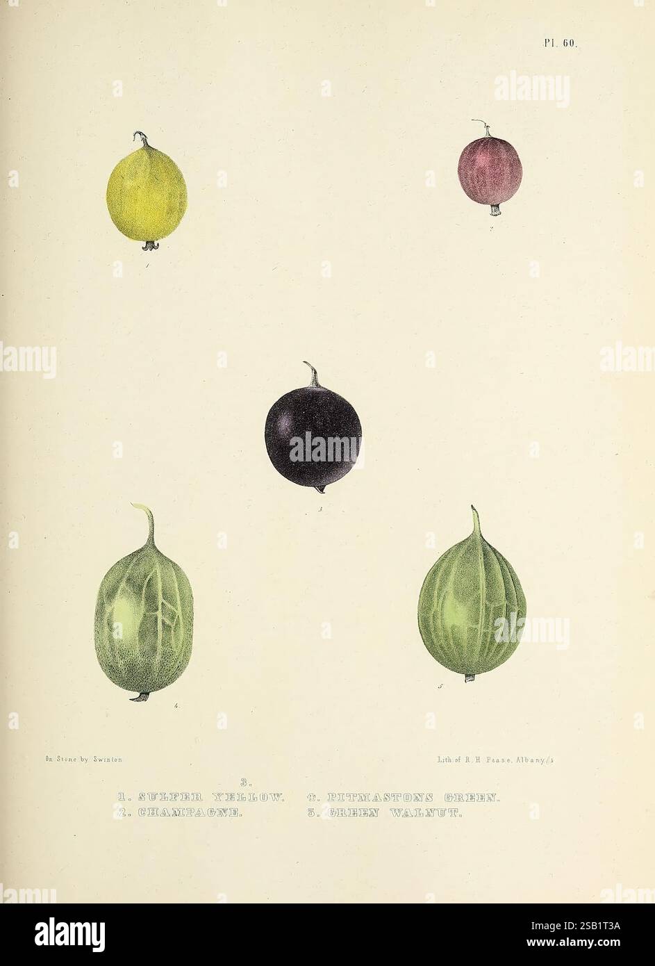 Slender green gourd hi-res stock photography and images - Alamy