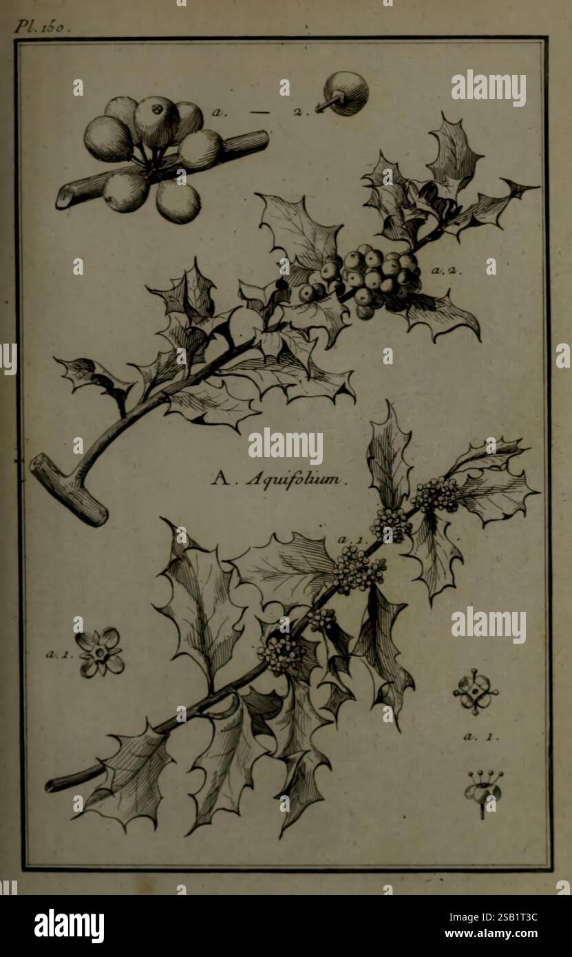 Hollys characteristic features hi-res stock photography and images - Alamy