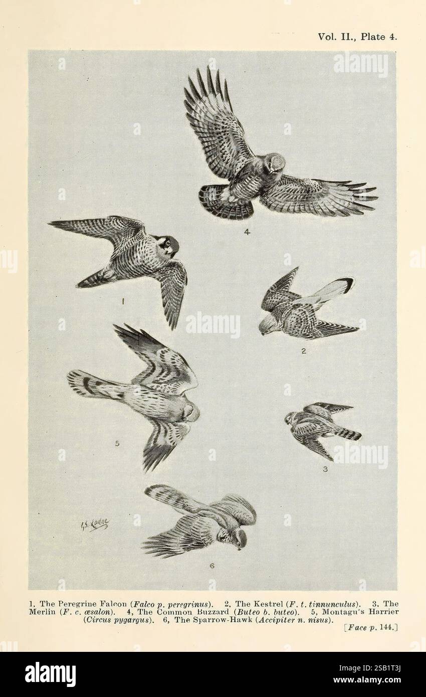 Swift aerial maneuvers hi-res stock photography and images - Alamy